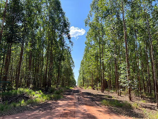 Timberland Map - Forest Investment Associates