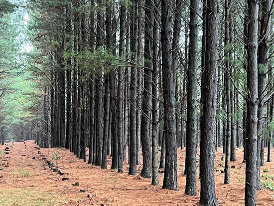 Timberland Map - Forest Investment Associates